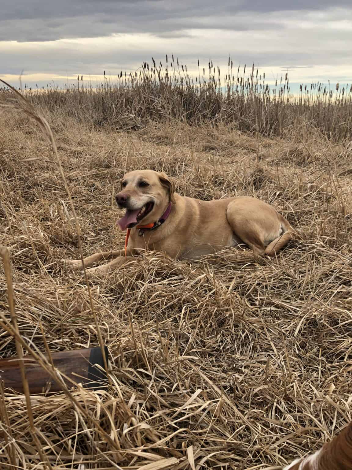 Pheasant Hunting in Montana for Women
